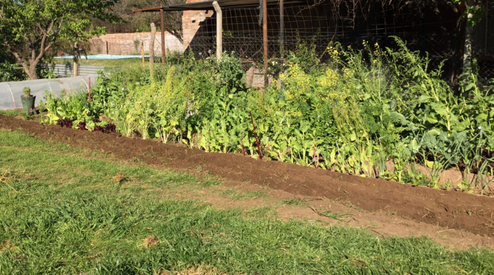 Cultivando raices